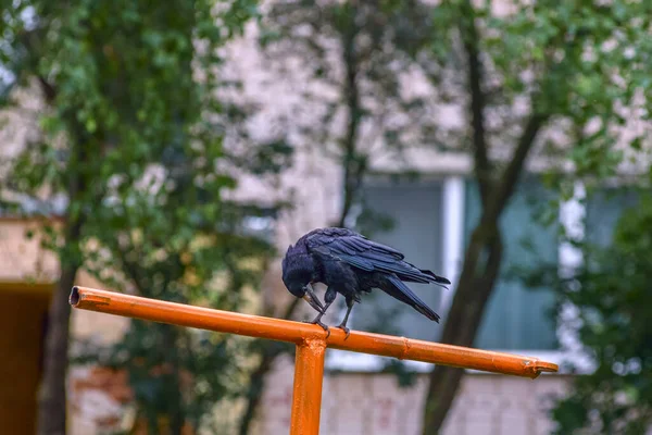 Cute dibujos animados cuervo fotos de stock, imágenes de Cute dibujos ...