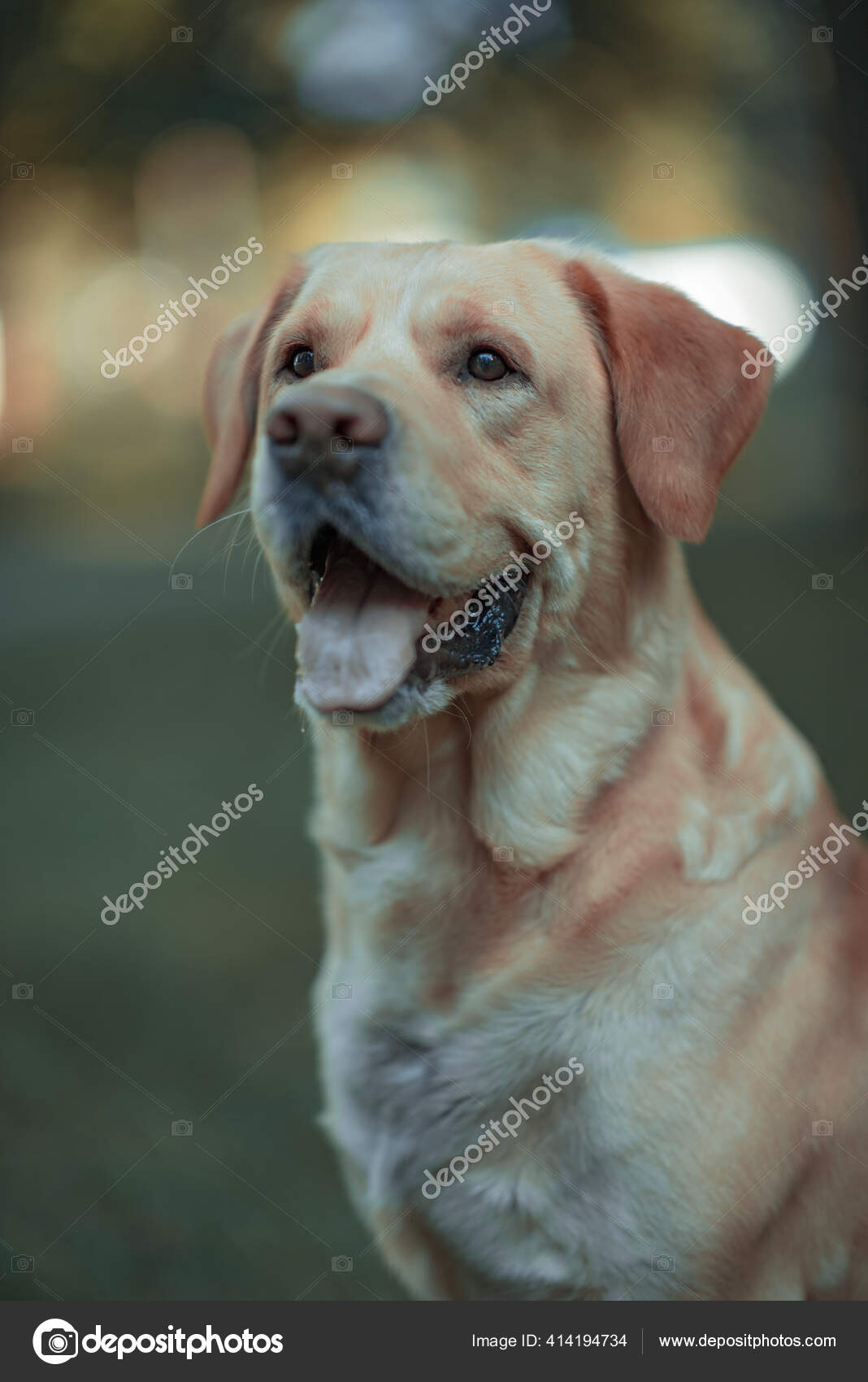 Portrait Pale Yellow Labrador Retriverv Park Photographed Close — Stock ...