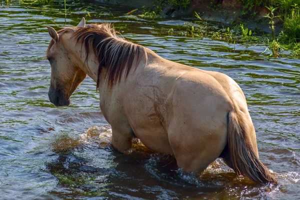 O rio do cavalo que chuta Stock Photos, Royalty Free O rio do cavalo ...