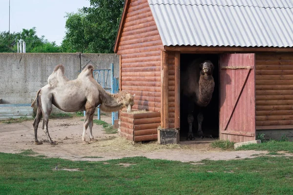 Camel house fotos de stock, imágenes de Camel house sin royalties ...