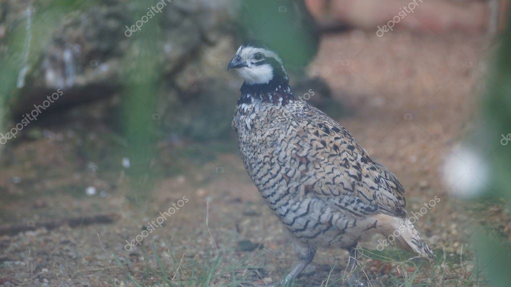 El faisán-pavo real malayo también conocido como faisán-pavo real ...