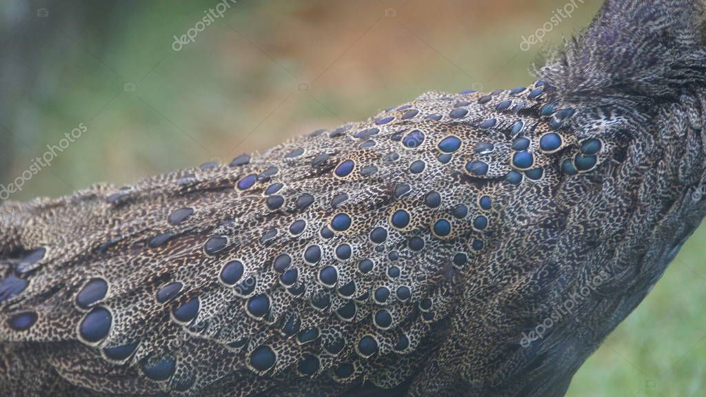 El faisán-pavo real malayo también conocido como faisán-pavo real ...