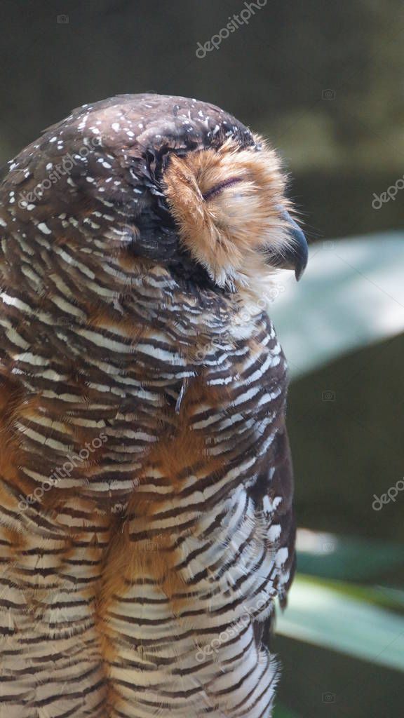 El búho manchado es una especie de búho de la familia Mordellidae. Es ...