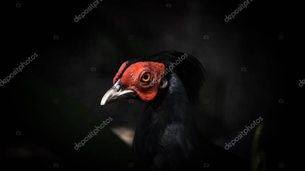 El faisán kalij es un faisán que se encuentra en bosques y matorrales ...