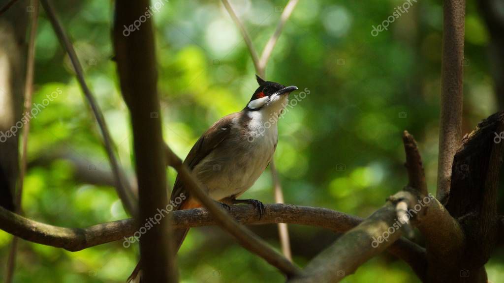El bulbul de color rojo, o bulbul de cresta, es un ave paseriforme que ...
