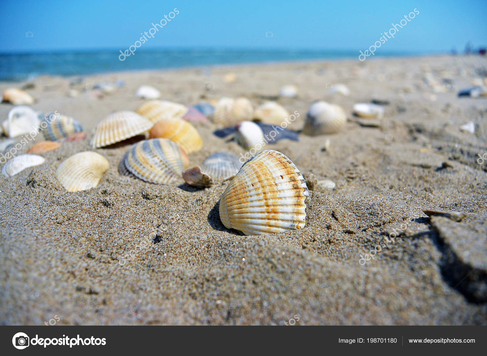 Colorful Shells On The Beach
