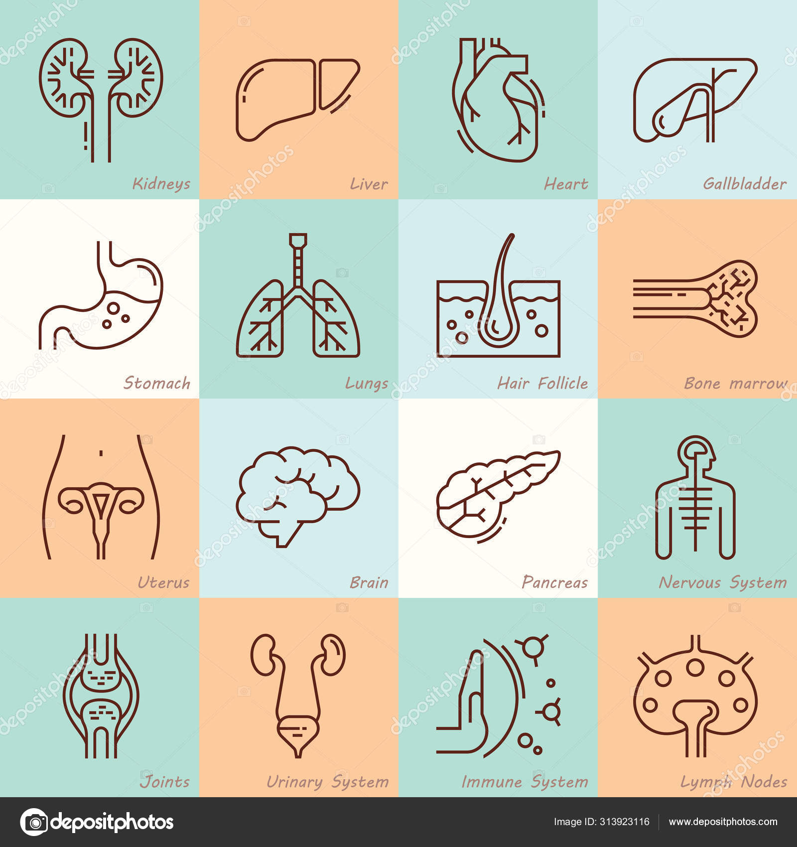 Large set of linear vector icons of human organs with signatures. Stock ...
