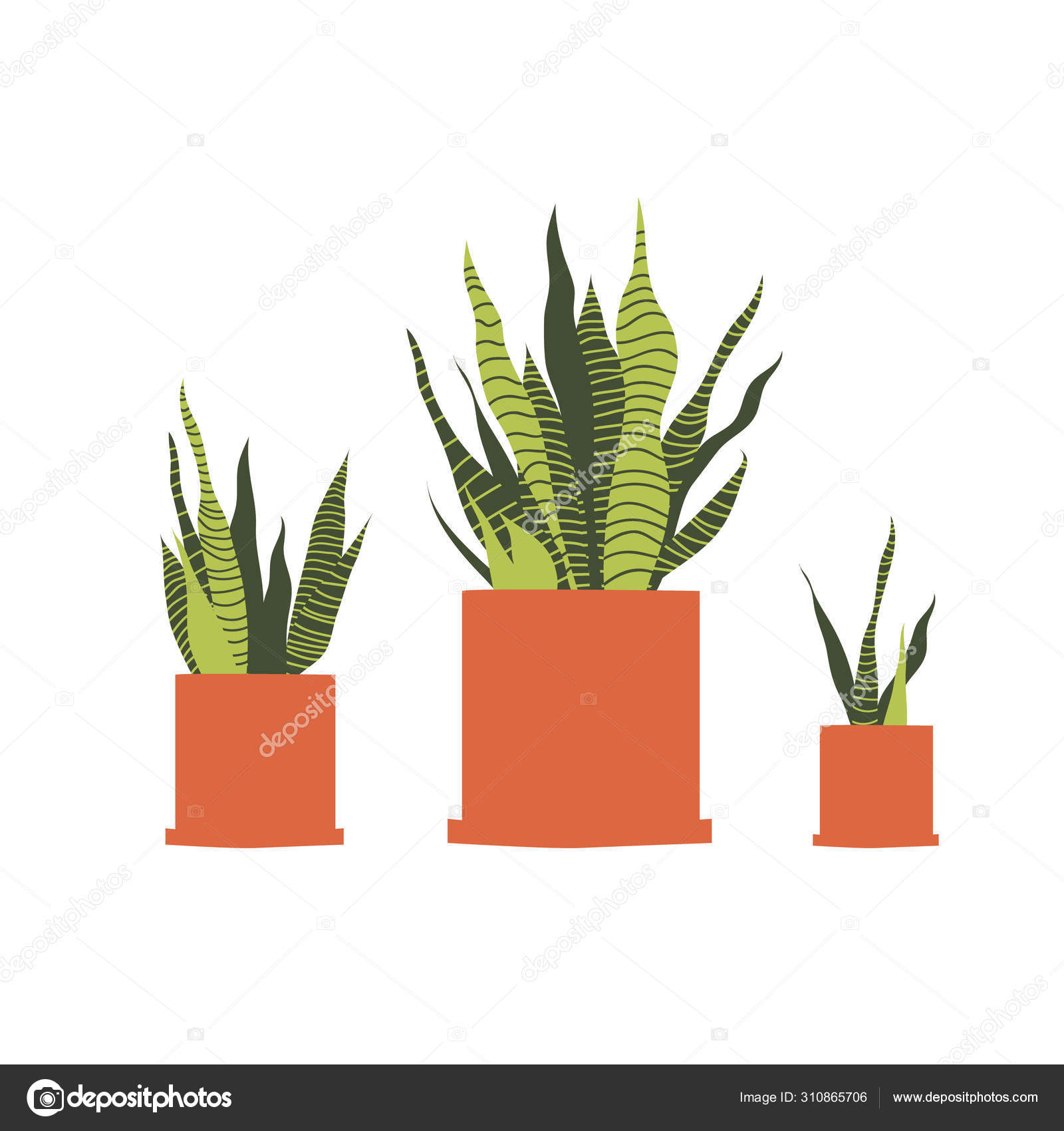 Snake plant drawing Stock Vector Image by ©Nechayka #310865706