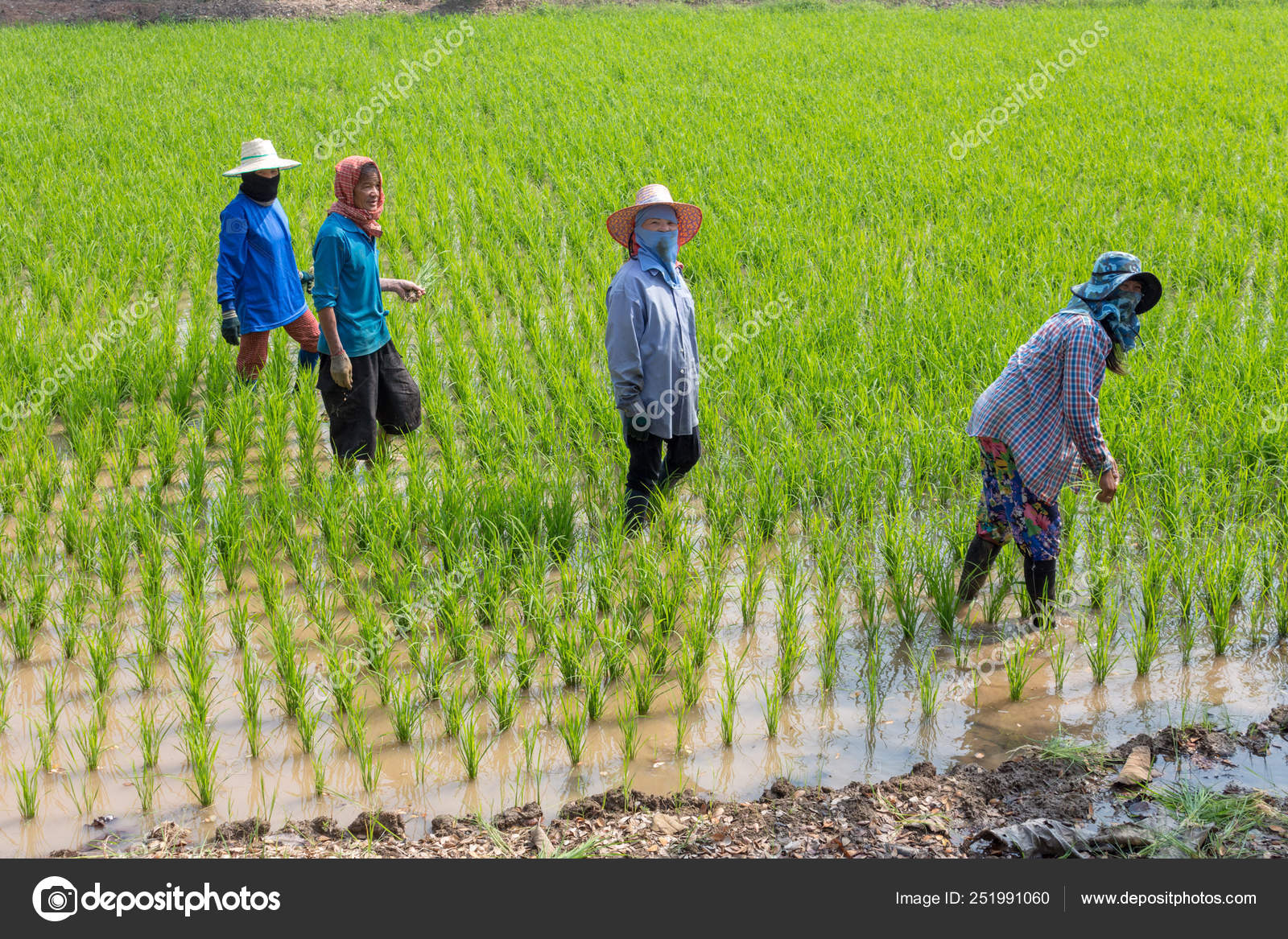 People Working In A Field