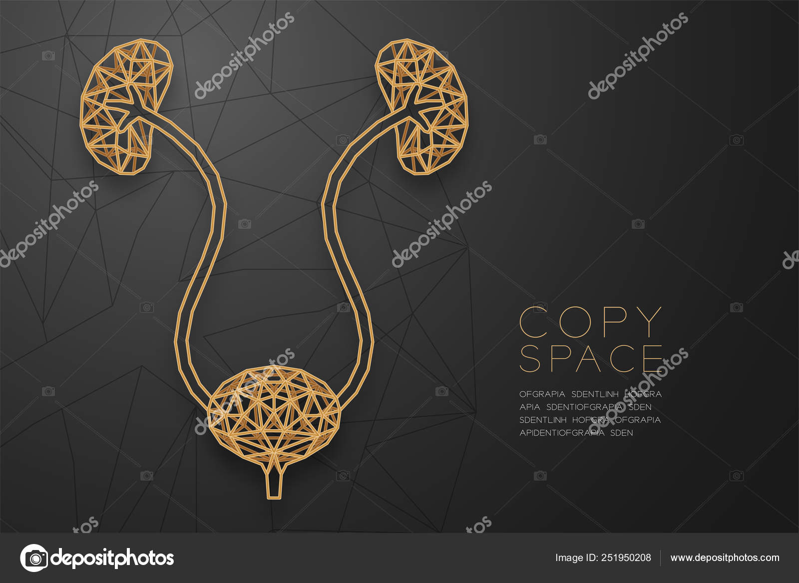 Kidney and bladder shape wireframe polygon golden frame structure ...