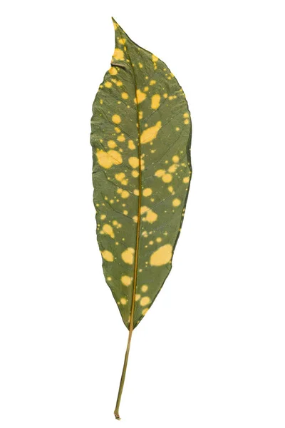 Damiana leaves Stock Photos, Royalty Free Damiana leaves Images ...