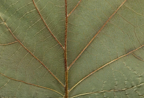 The layout of leaves images libres de droit, photos de The layout of ...