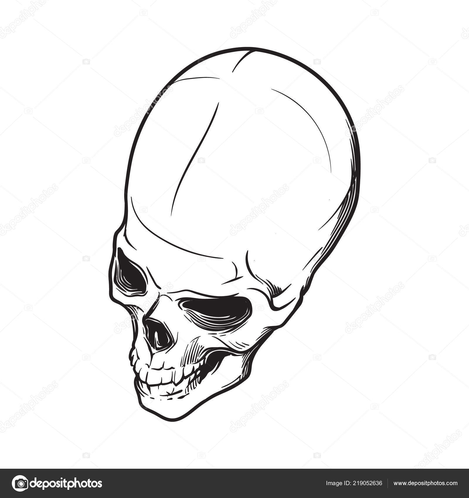 Dibujo a mano de Calavera Humana. Ángulo superior. Dibujo lineal negro ...