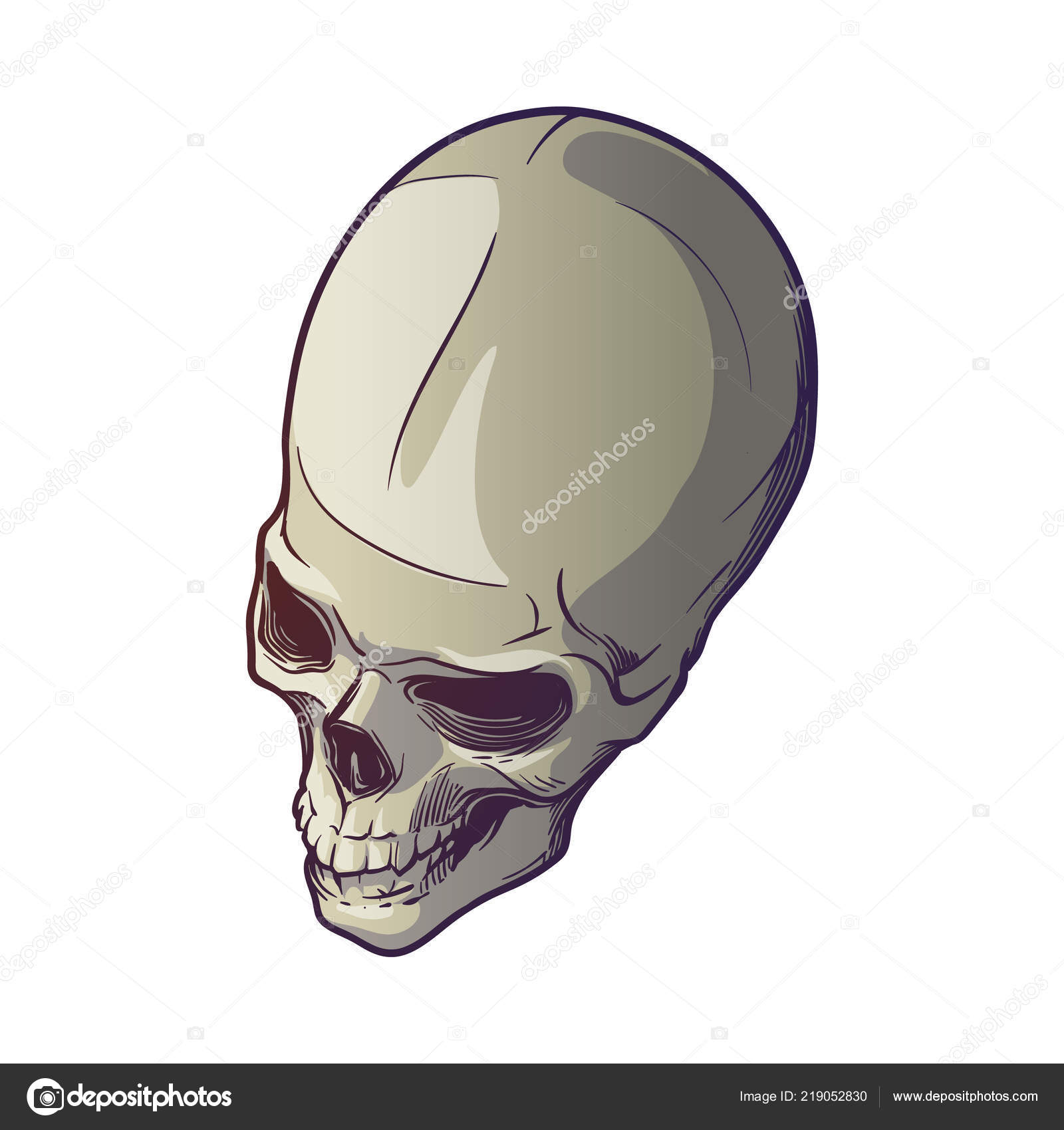 Human Skull hand drawing. Top angle. Linear drawing painted in 3 shades ...