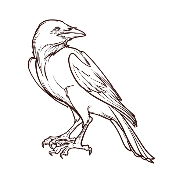 Constellation of Corvus. Black Raven sitting on a banner with a sign ...