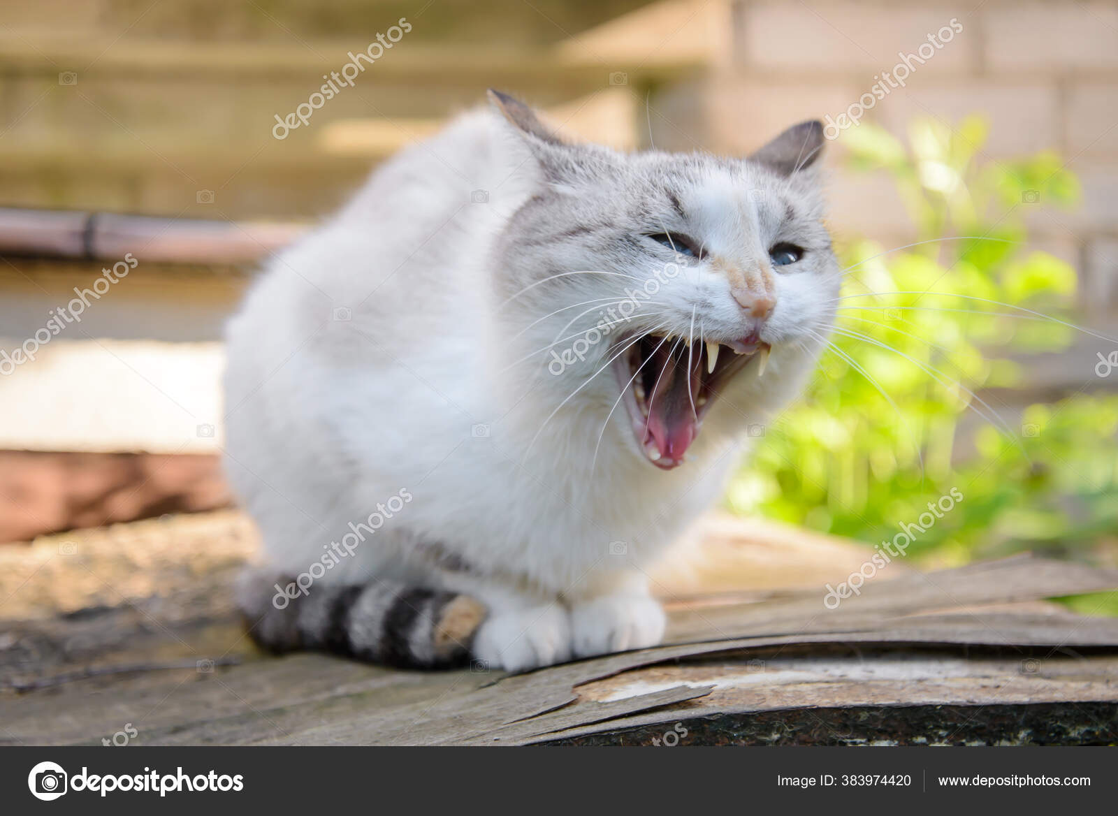 Funny Photo Cute White Cat Striped Tail Yawns Widely Yelling — Stock ...