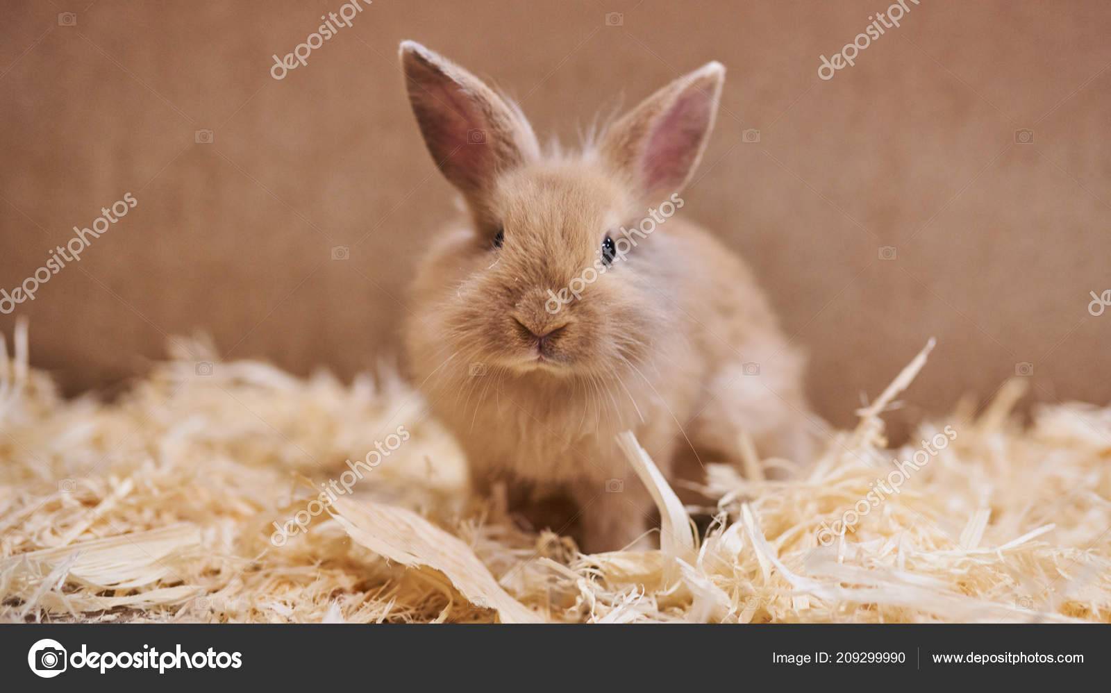 Lindo conejo hermoso en el zoológico de mascotas .: fotografía de stock ...