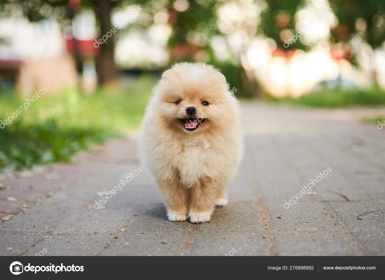 Cream Pomeranian Puppy