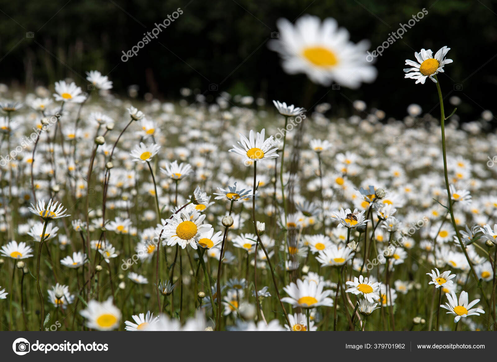 Daisy Fields Wildflower Texture — Stock Photo © ccile.ducrot.orange.fr ...