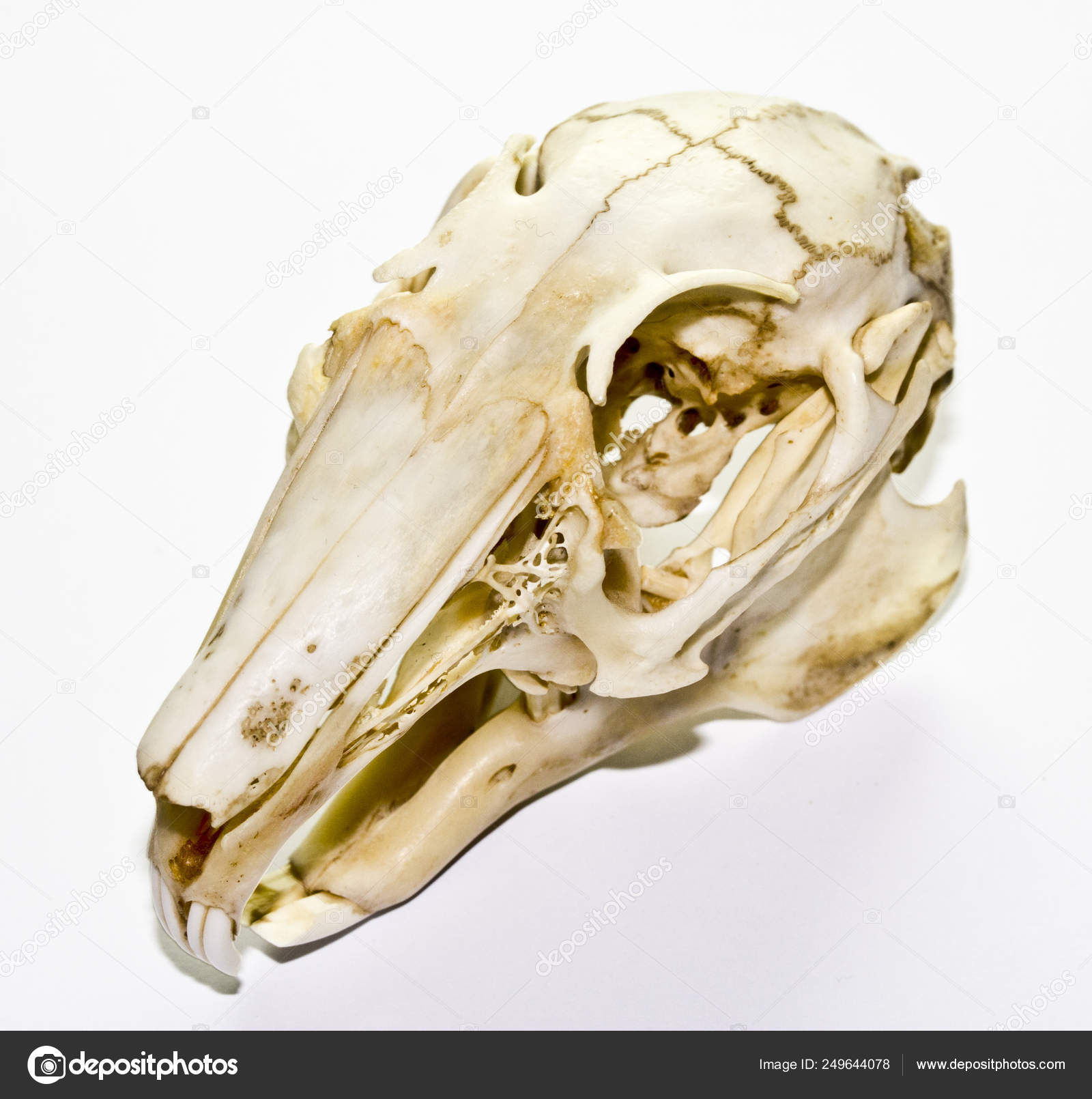 Rabbit Skull