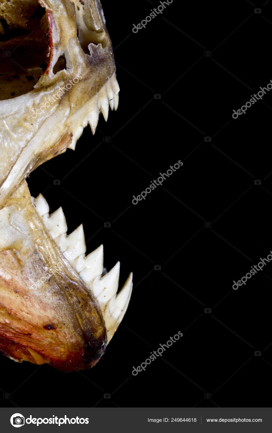 Piranha Teeth