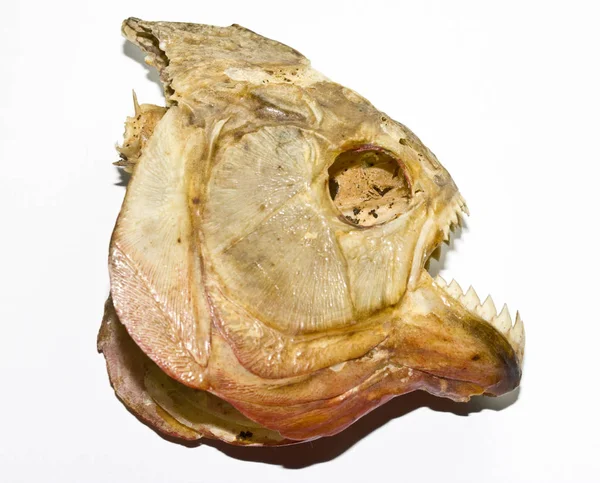 Jamaican Saltfish Head