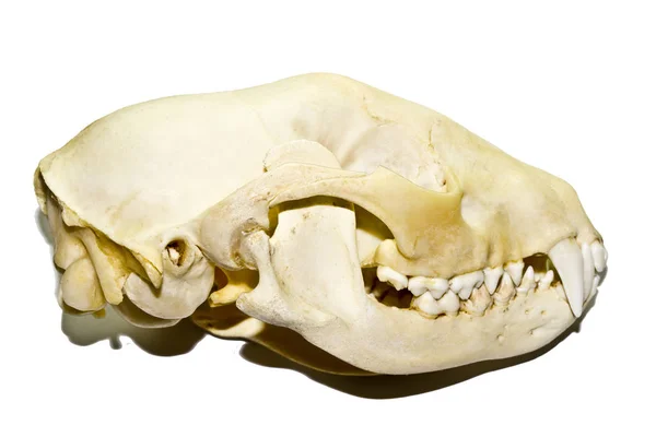 Patzcuarensis Stock Photos, Royalty Free Patzcuarensis Images ...