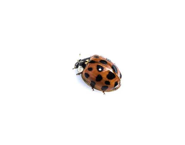 Ladybug top view Stock Photos, Royalty Free Ladybug top view Images ...