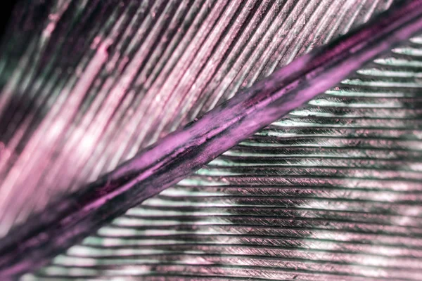 Feather microscope Images - Search Images on Everypixel