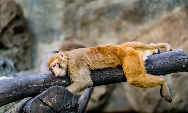 Funny monkey sleeping Stock Photos, Royalty Free Funny monkey sleeping ...