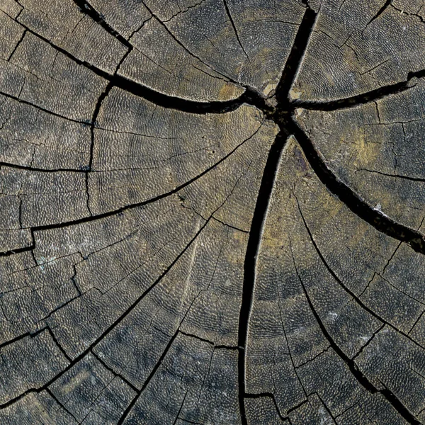 Tree cross section Stock Photos, Royalty Free Tree cross section Images ...