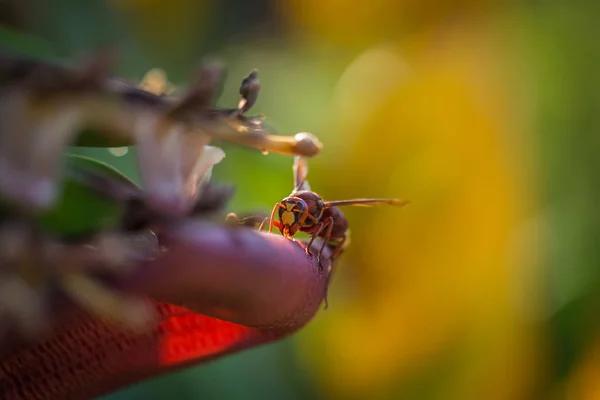 Dangerous hornet climbs into a banana tree in Greece. Dangerous hornet ...