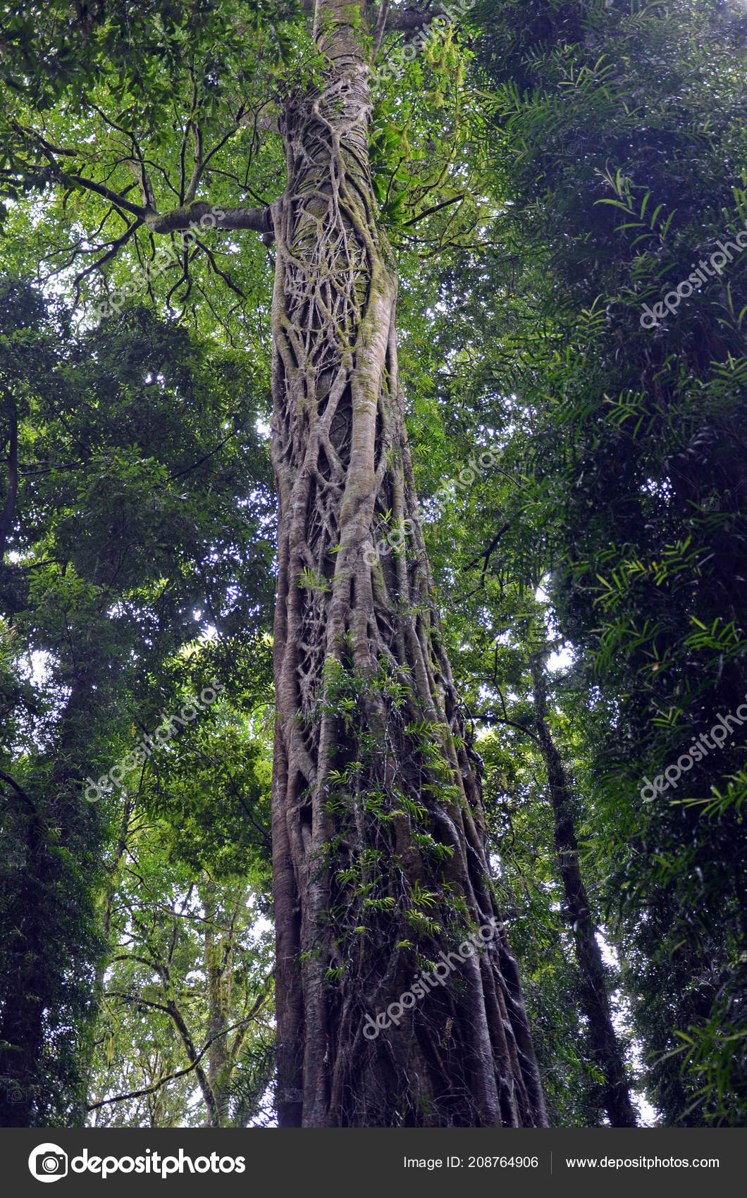 Strangler Fig Ficus Watkinsiania Epiphytes Growing Trunk Tall Tree ...