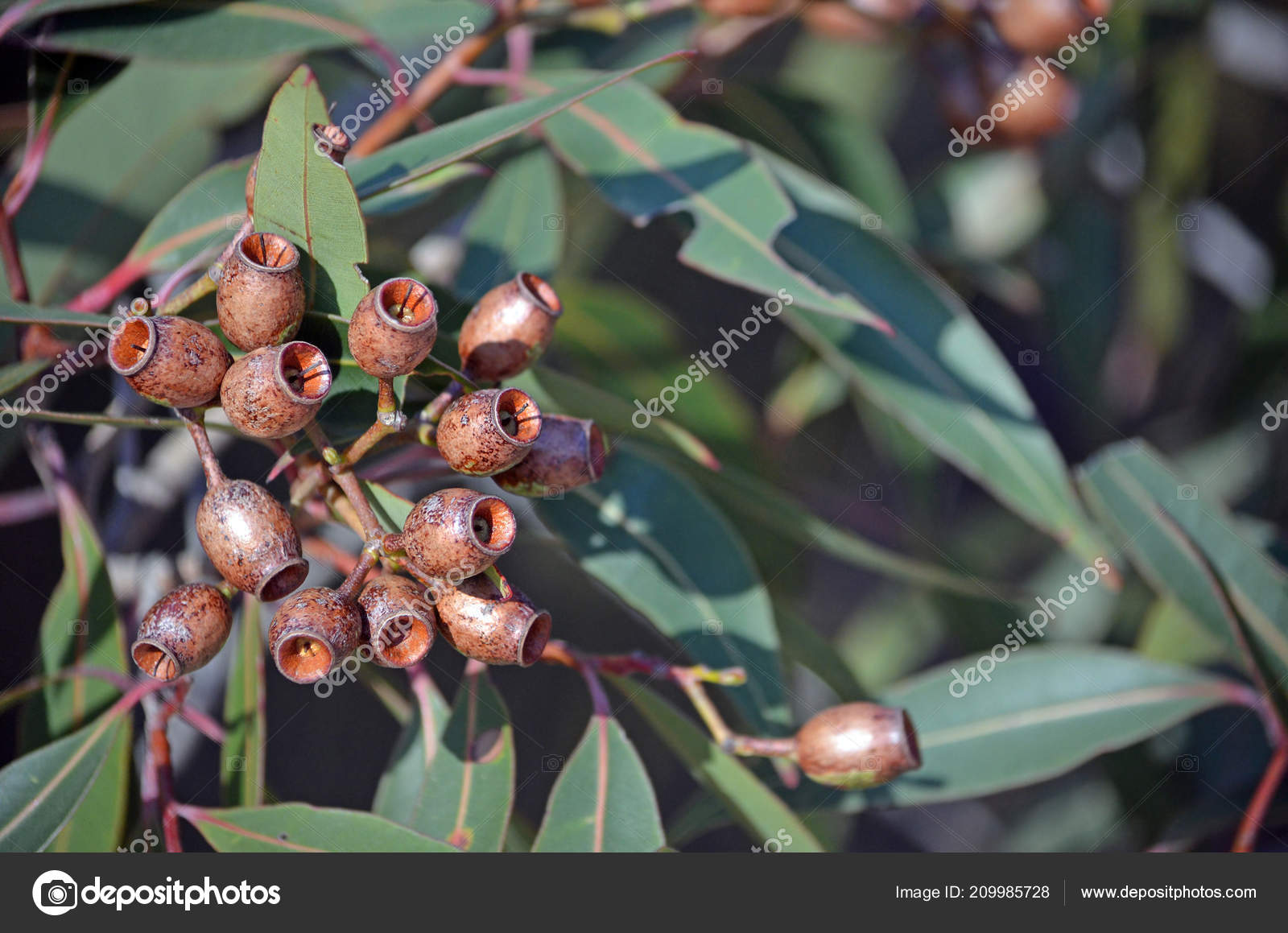 Bunch Gum Nuts Eucalyptus Tree Royal National Park Sydney Nsw Stock ...