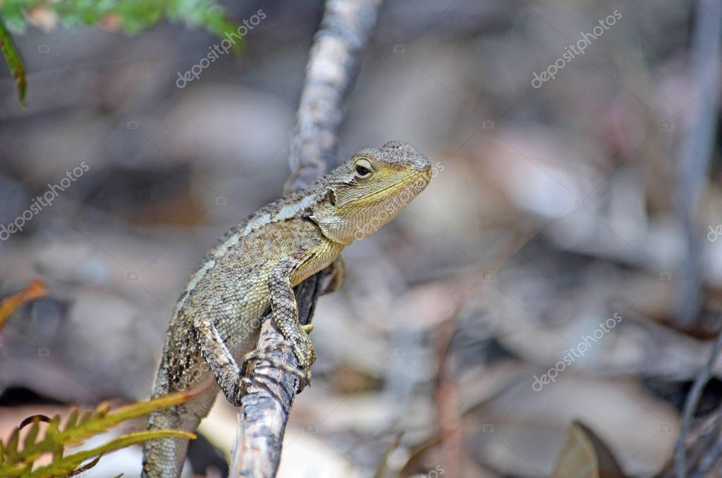 Lagarto nativo australiano Jacky Dragon, Amphibolurus muricatus ...