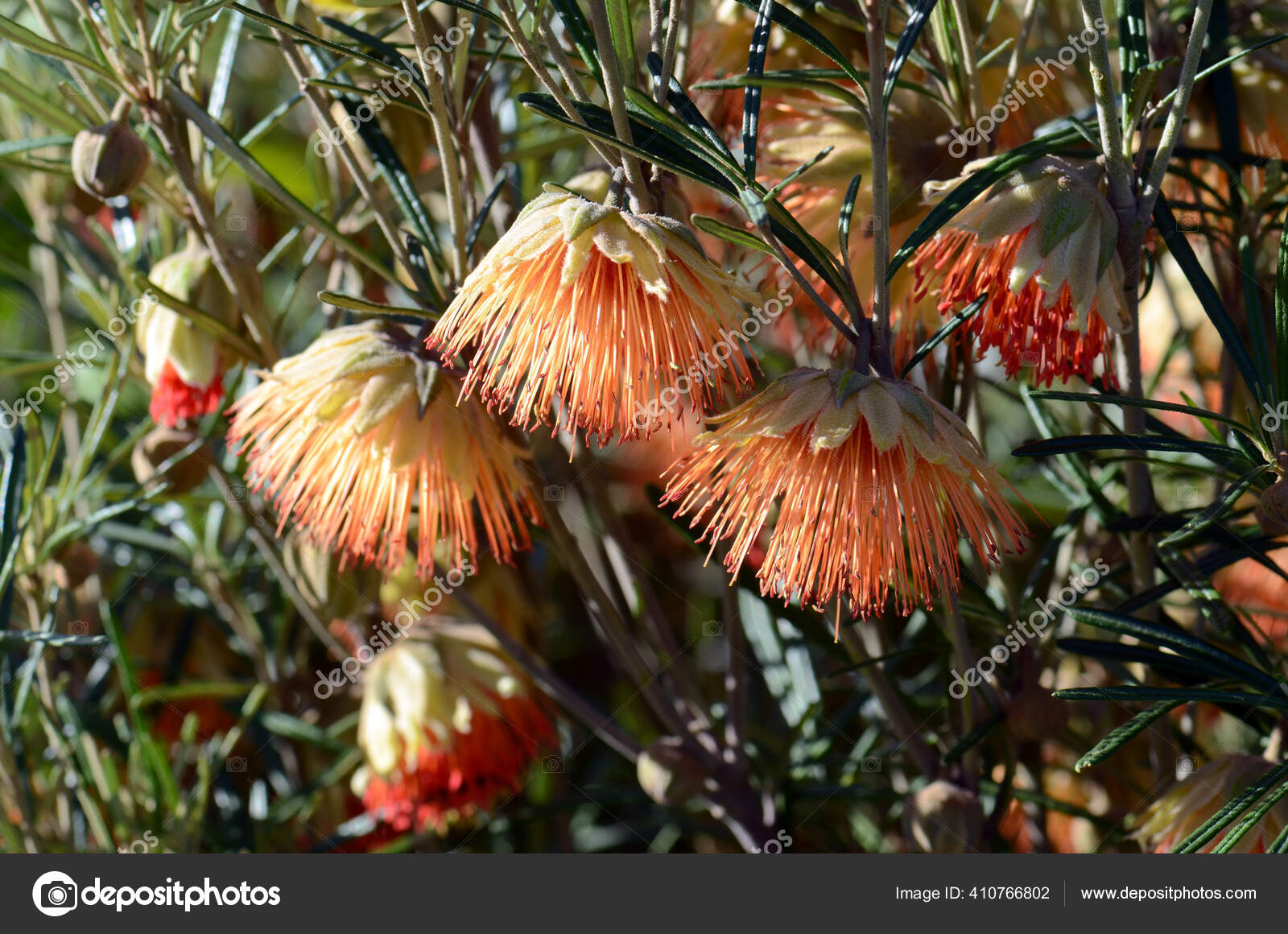 Australian Native Orange Wildflowers Yanchep Rose Diplolaena ...