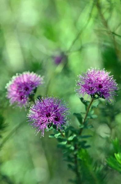 ᐈ Australian native flower stock pictures, Royalty Free australian ...
