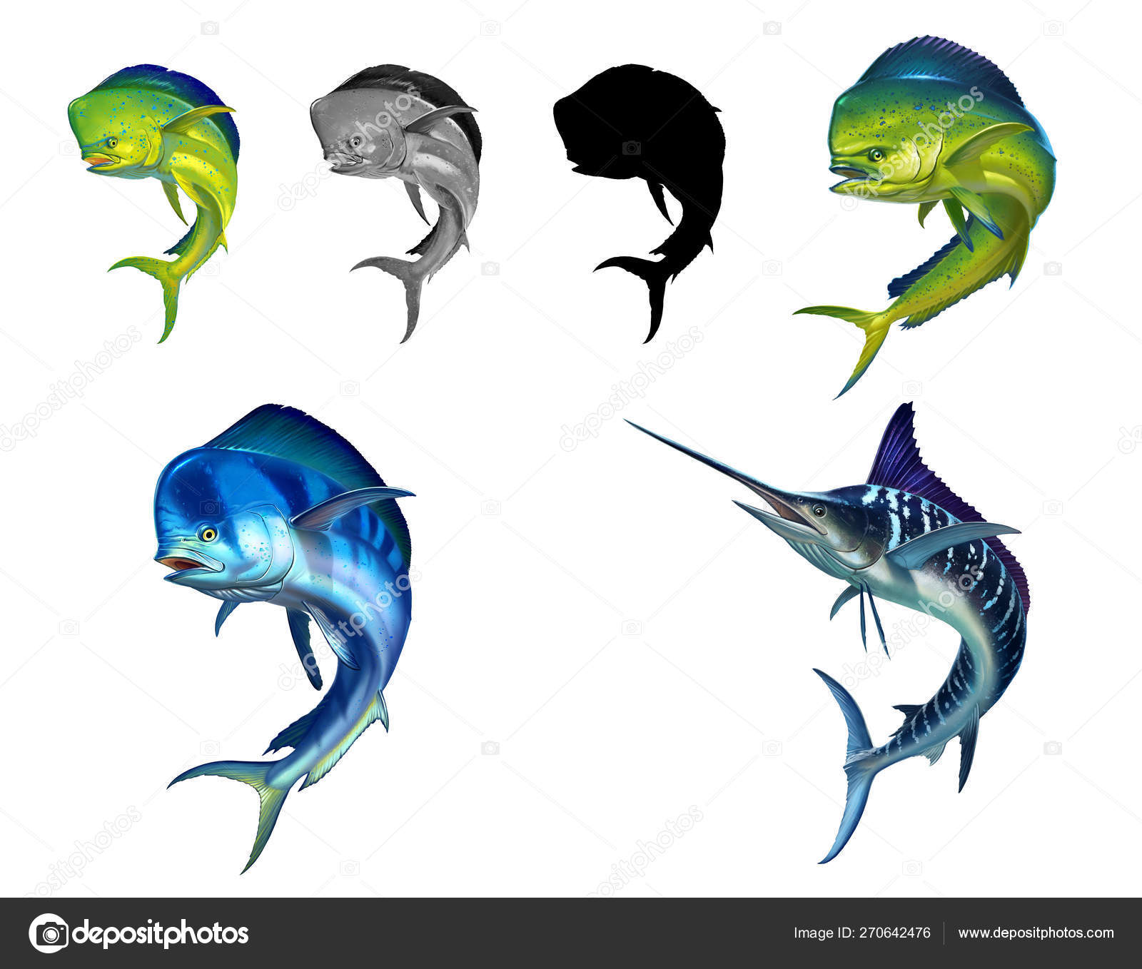 Mahi mahi or dolphin fish on white. Realistic illustration — Stock ...