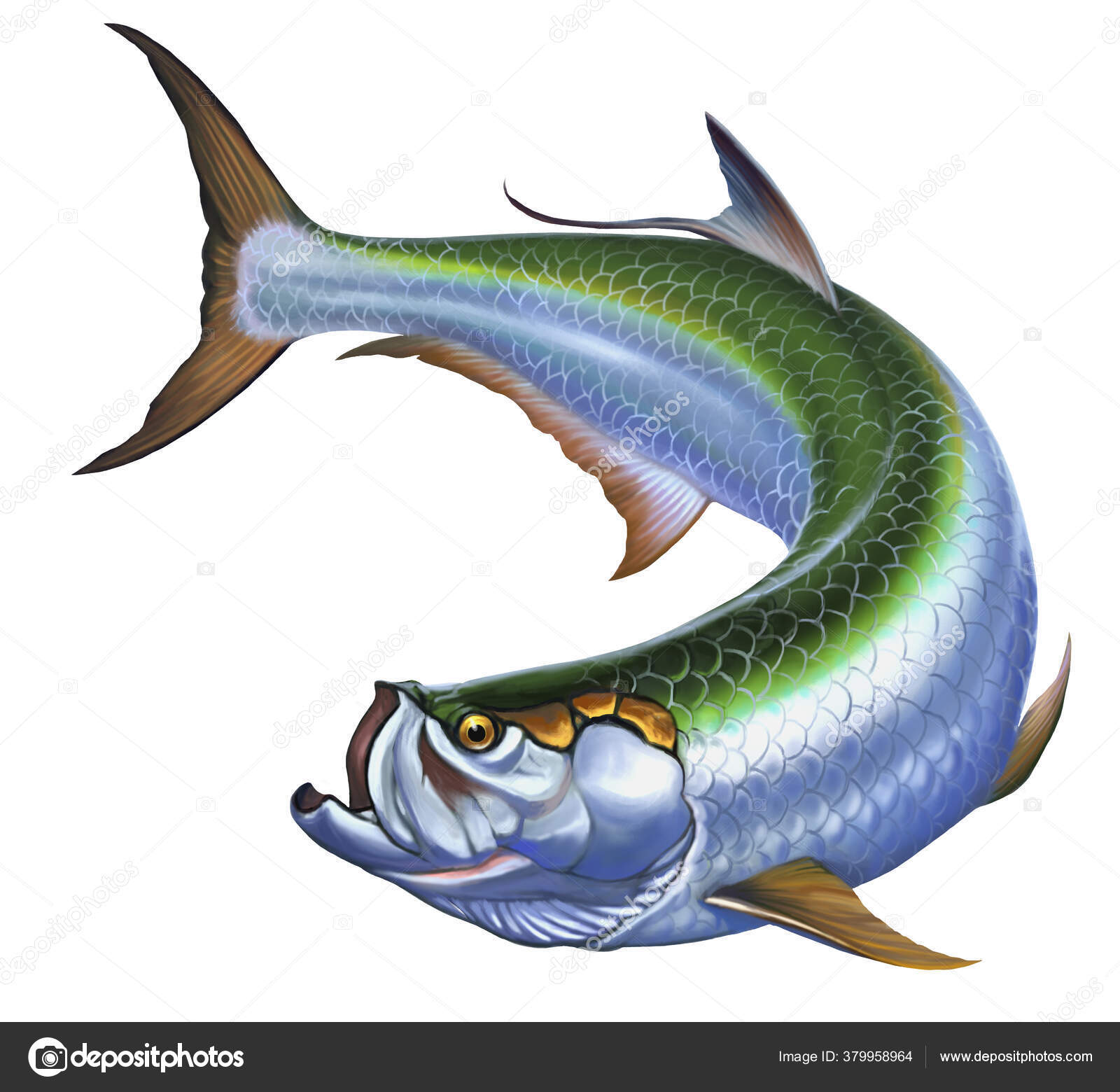 Tarpon Big Fish White Elopiformes Realistic Illustration Stock ...