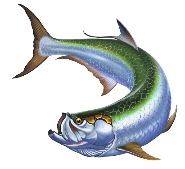 Tarpon Stock Photos, Royalty Free Tarpon Images | Depositphotos