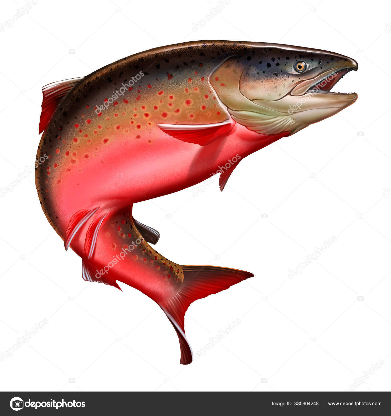 Sockeye Salmon Jumping