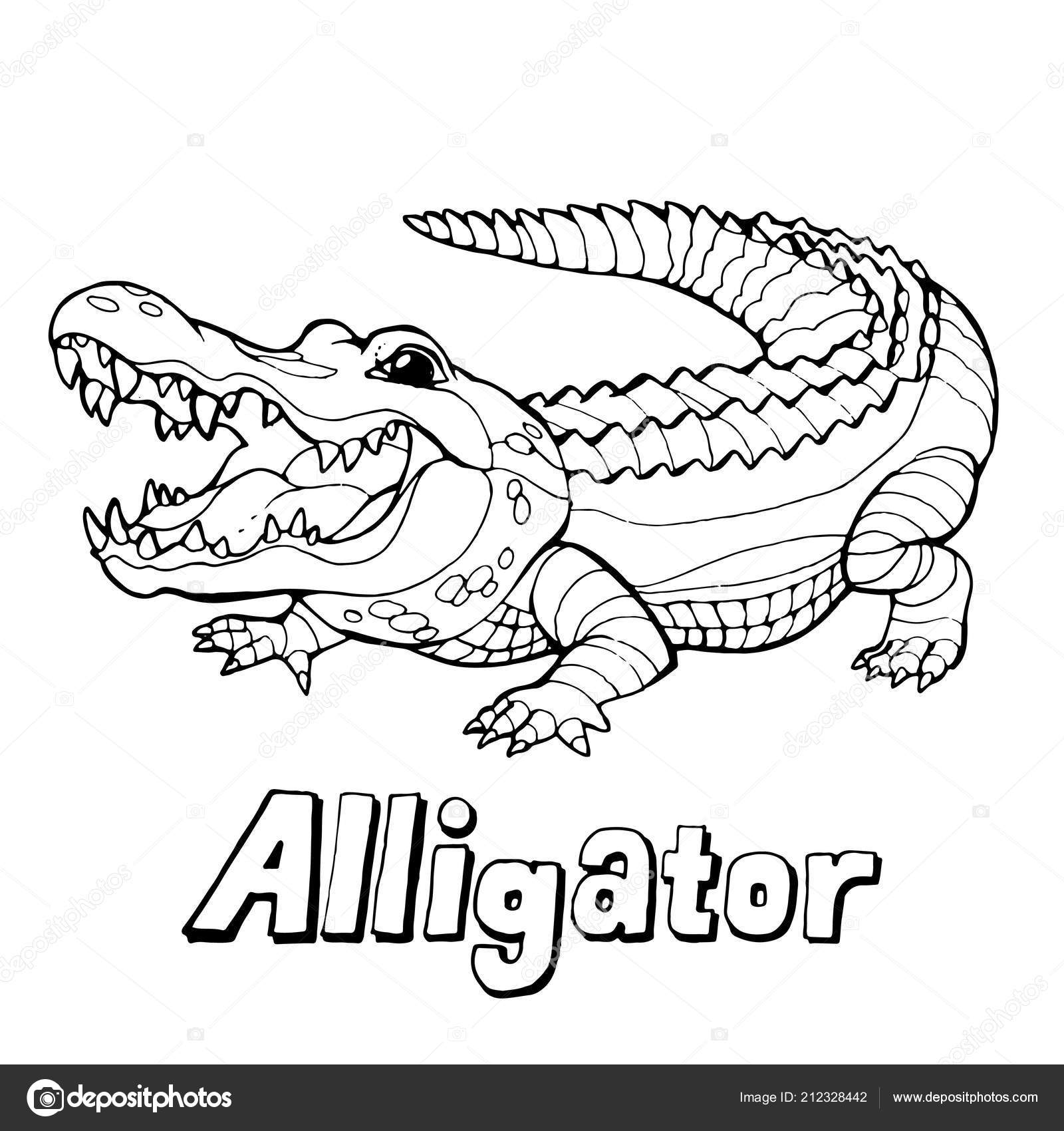 Ilustrasi Vektor Stok Buaya Pada Latar Belakang Putih Vektor Stok oleh ...