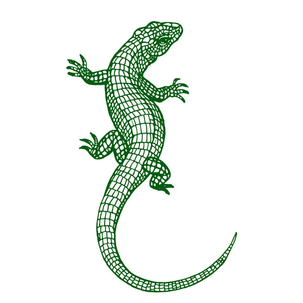 Lizard Reptile Line Art Hand Drawn Vector Sketch Ink Illustration Stock ...