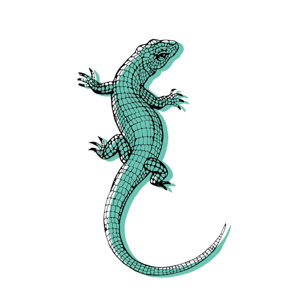 Lizard Reptile Line Art Hand Drawn Vector Sketch Ink Illustration Stock ...