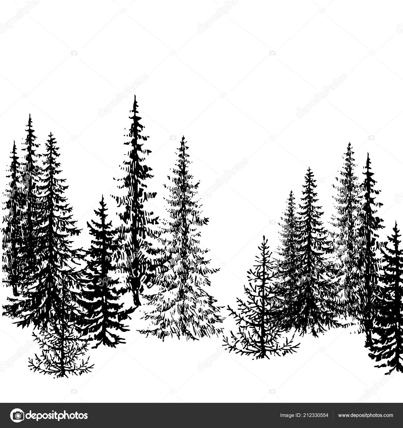 Evergreen Tree Illustration