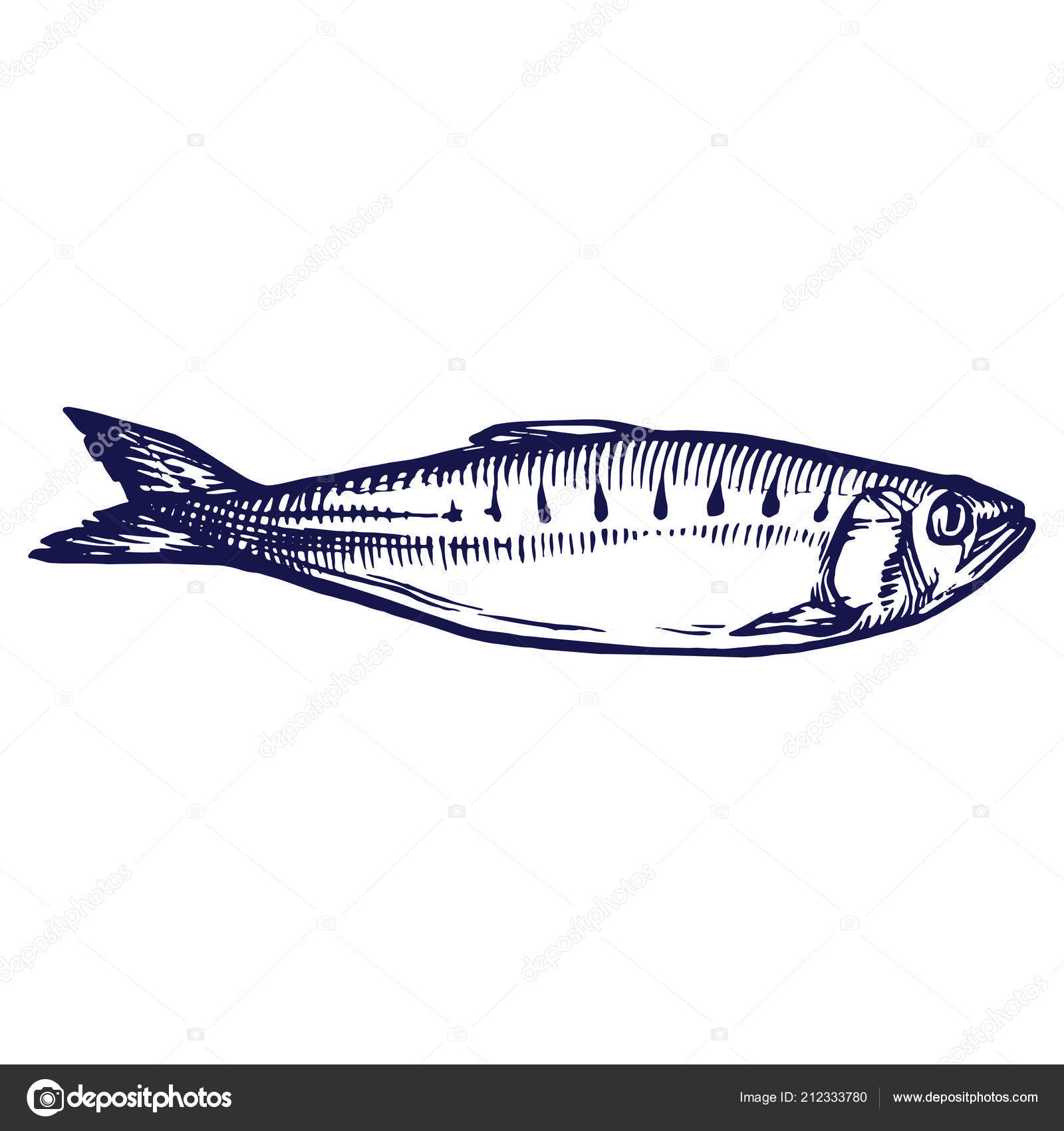 Sardine Drawing