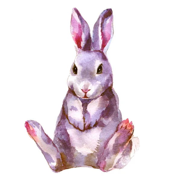 Watercolor Bunny Rabbit Hare Isolated Illustration White Background ...
