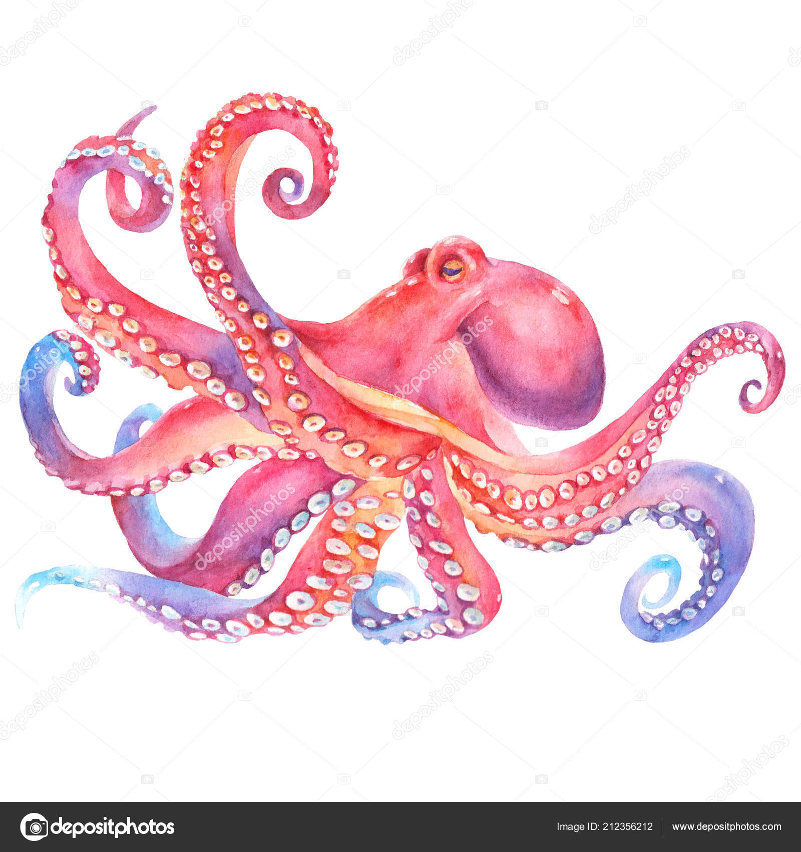 Giant Devilfish Octopus