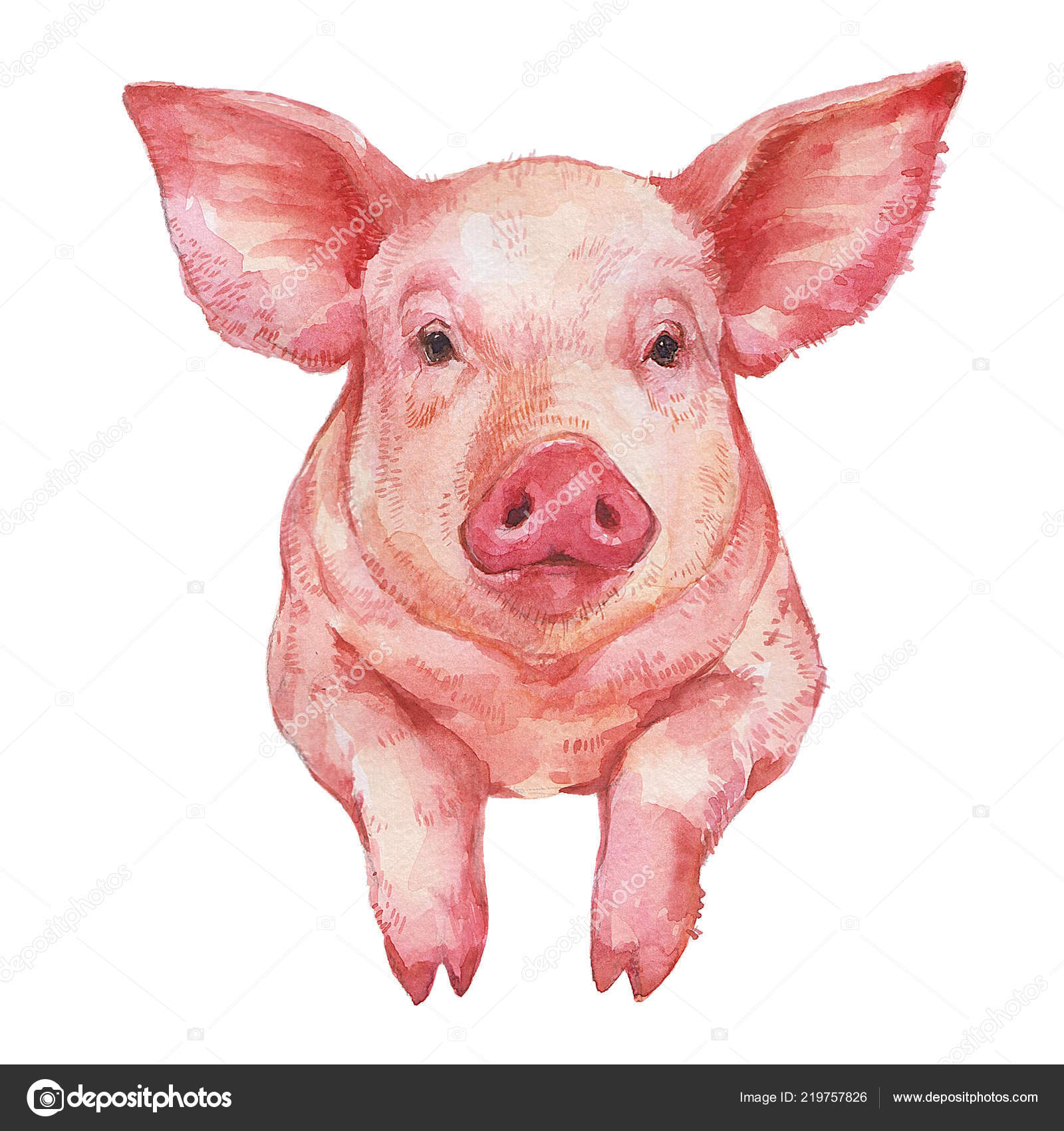 Adorable Little Pink Pig Portrait Watercolor Illustration Isolated ...