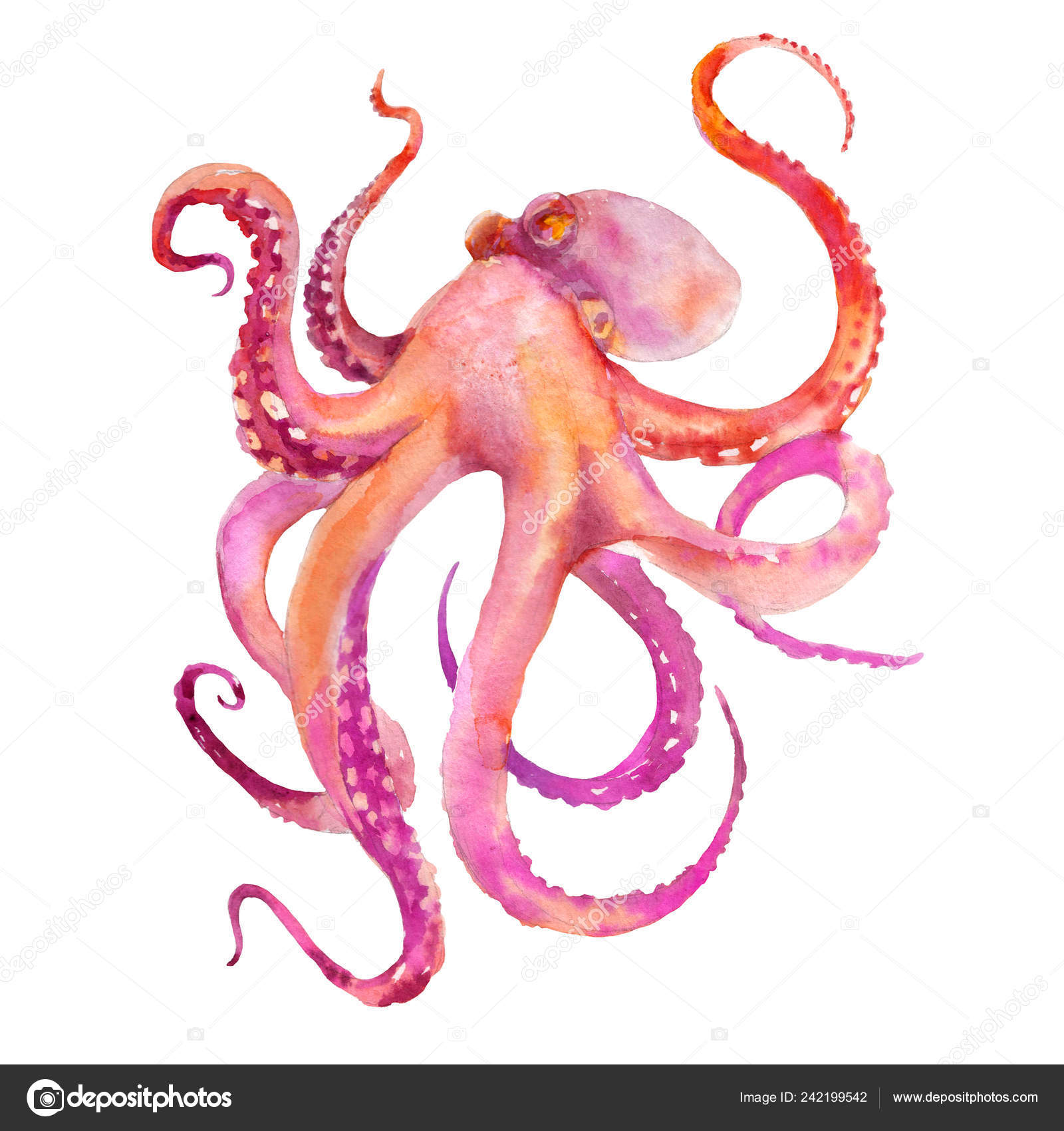 Pink Octopus Watercolor Illustration White Background Tattoo Sketch ...